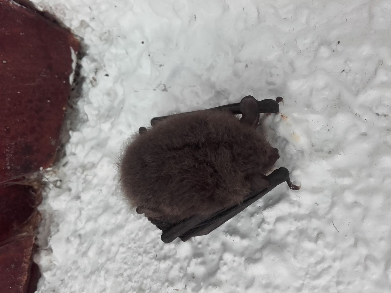 Bats in autumn - Biosphere