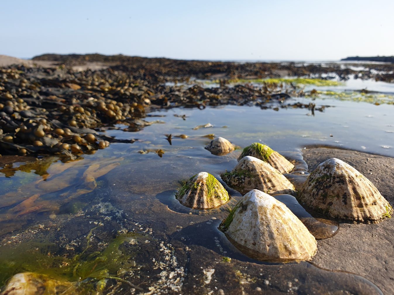Do you know what it sounds like in the sea? - Biosphere
