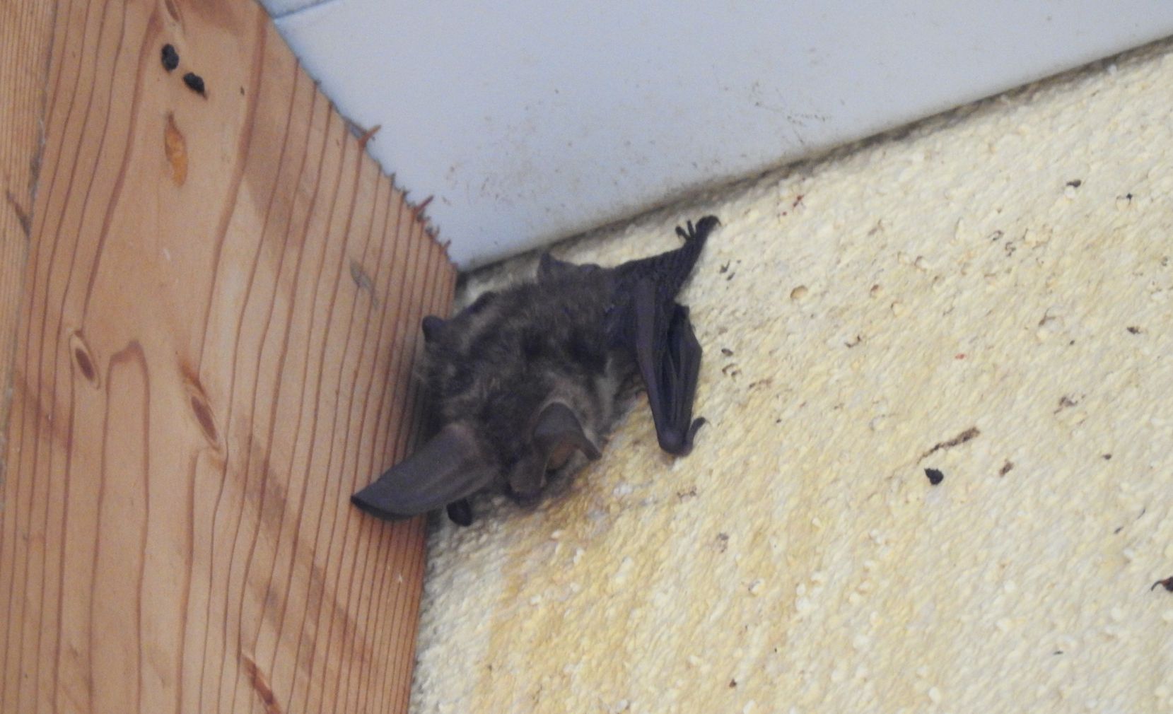 Bats emerge as spring warms up - Biosphere