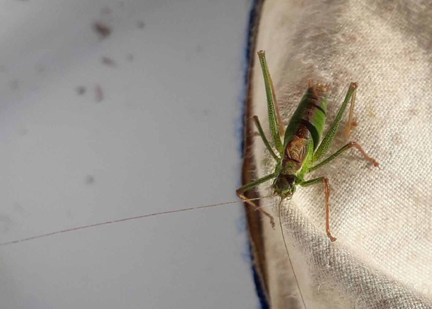 Rare insect discovery sparks interest - Biosphere