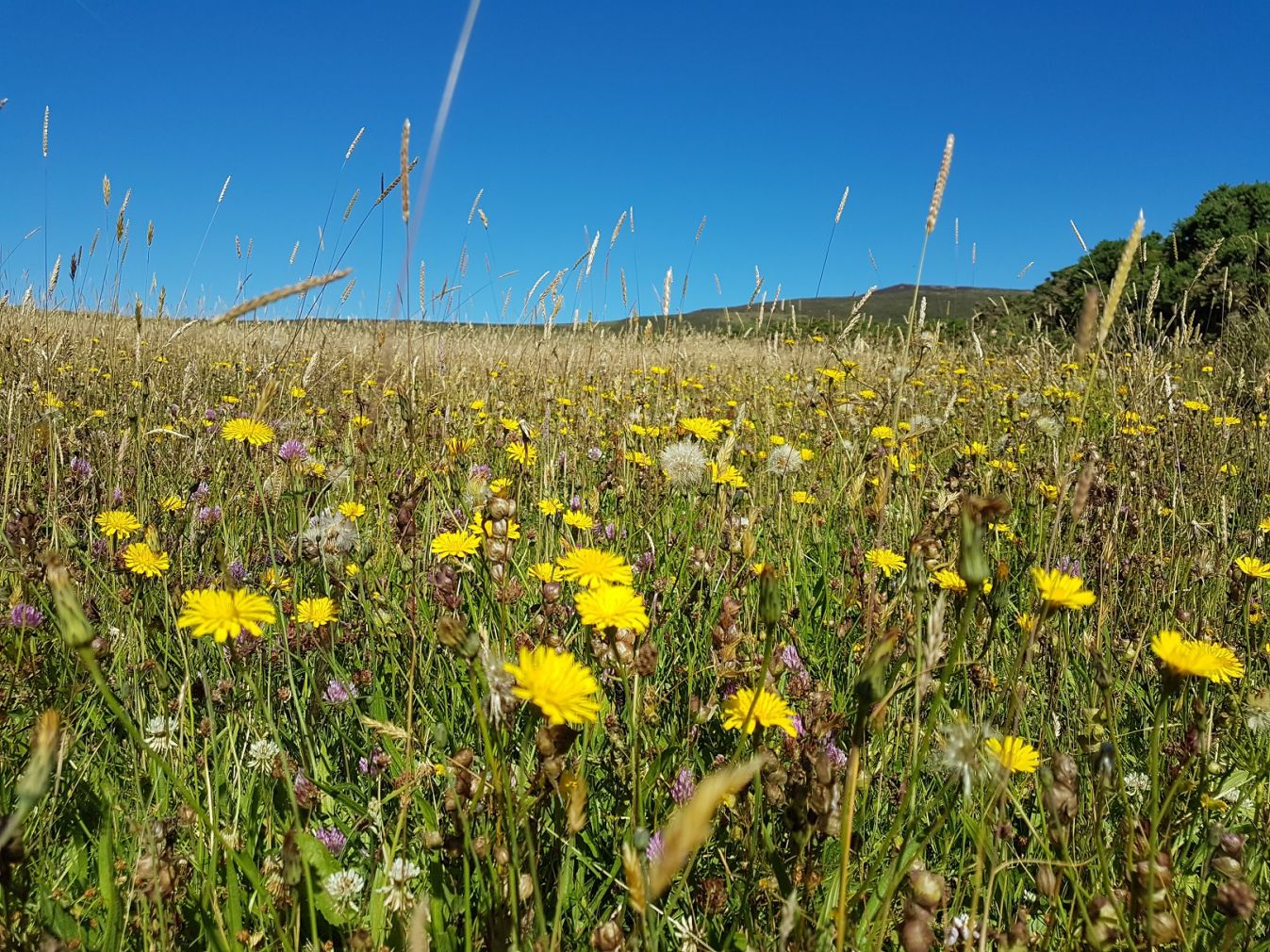Nature Recovery Network - Biosphere