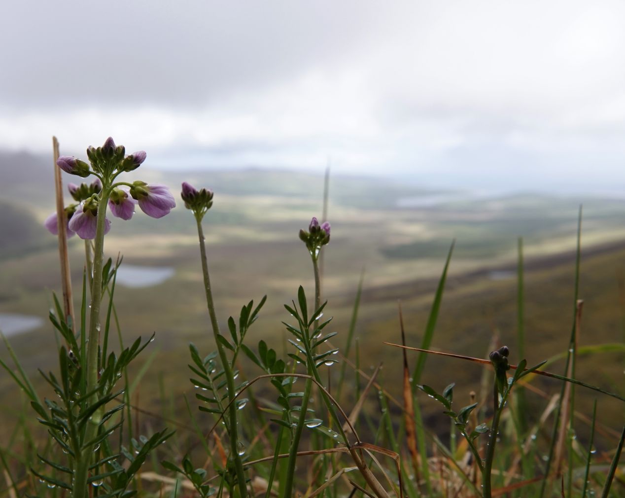 'Plants of the Kerry Biosphere' webinar - Biosphere