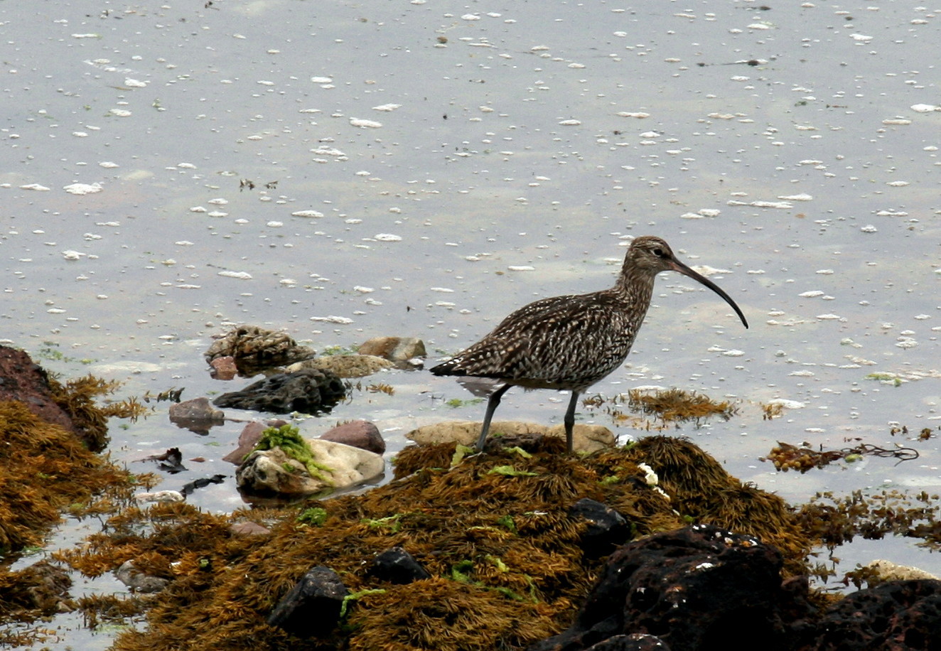 Celebrate World Curlew Day - Biosphere