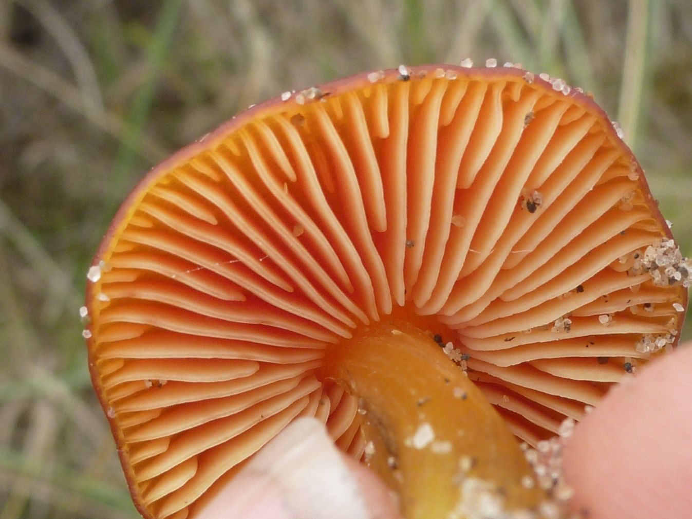 Weird and Wonderful Fungi Found at National Nature Reserve - Biosphere