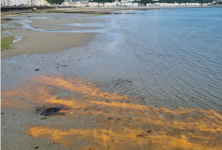 Orange Algal Bloom on the Isle of Man - a natural phenomenon - Biosphere