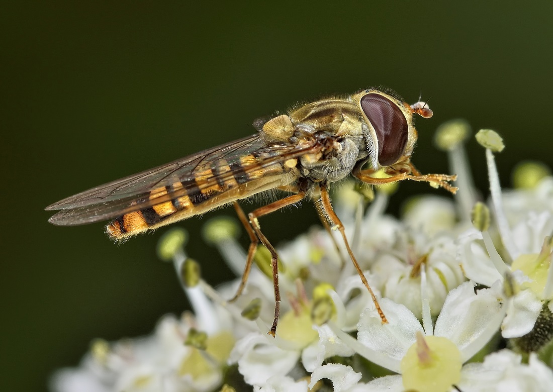 Wildlife and conservation work showcased - Biosphere