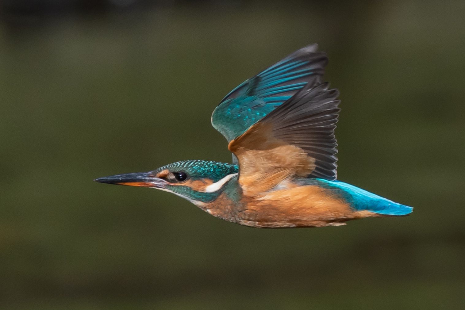 MOS monthly bird sightings - Biosphere