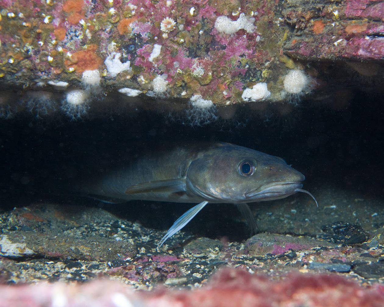 Find out more about Marine Nature Reserves with the latest guides and ...