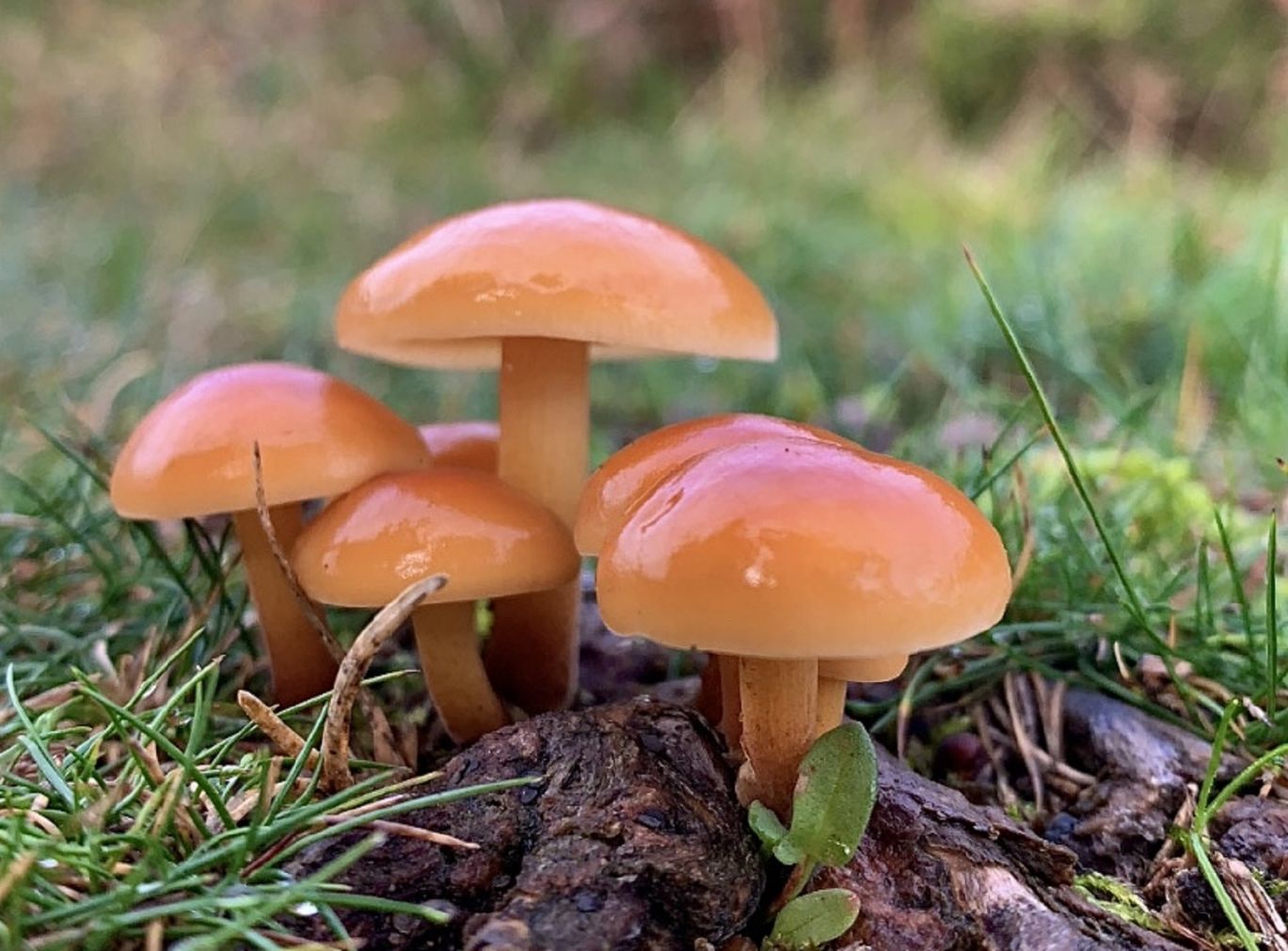 Five fungi to spot in February - Biosphere