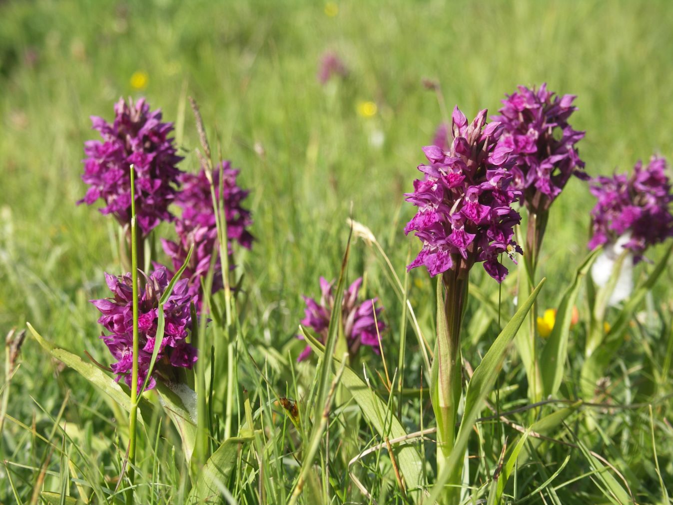 The latest on The Manx Nature Show - Biosphere