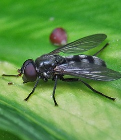 Year of the Fly - Biosphere