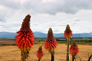 Nature’s Value – Biosphere and Biodiversity in the Isle of Man - Biosphere