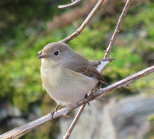 Calf of Man's important role in tracking migratory birds - Biosphere