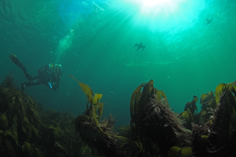 Splash-In competition celebrates undersea world - Biosphere