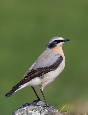 Visit to Manx BirdLife Point of Ayre Reserve - Biosphere